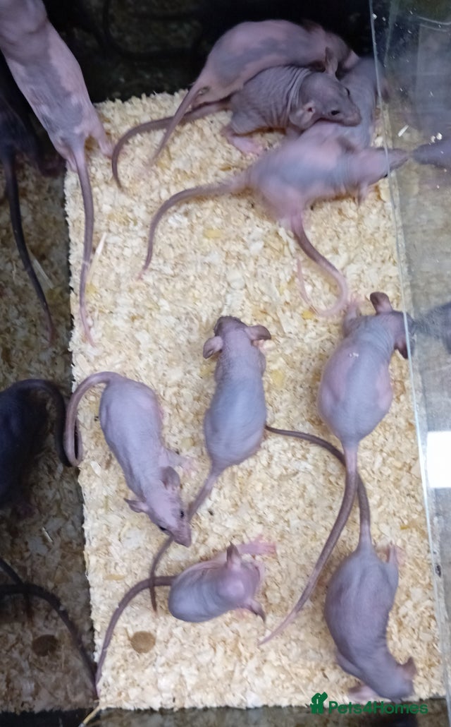 Dumbo Rats , Normal furred - Rex - Nakeds for sale in Wolverhampton ...