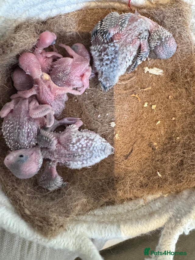 Blackface,blackwing,spilt-helicopter baby budgies for sale in London ...