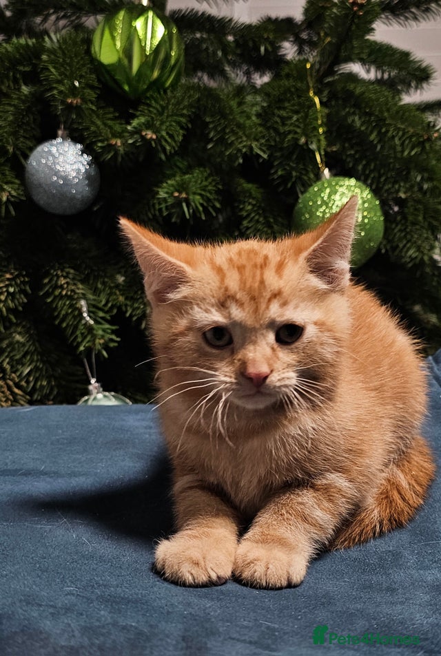 Part Maine Coon kittens for sale in Crawley | Pets4Homes