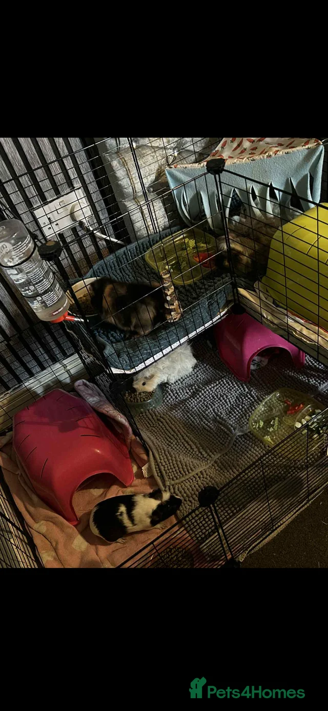 Guinea pigs for sale for sale in Barnsley | Pets4Homes