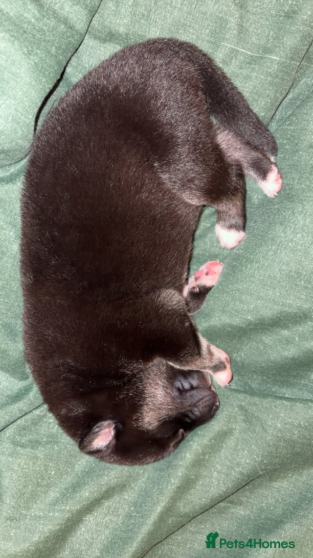 Northern innuit puppies for sale in Nottingham | Pets4Homes