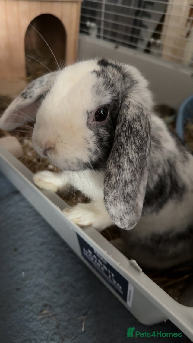 Cute adorable baby rabbit for sale in London | Pets4Homes