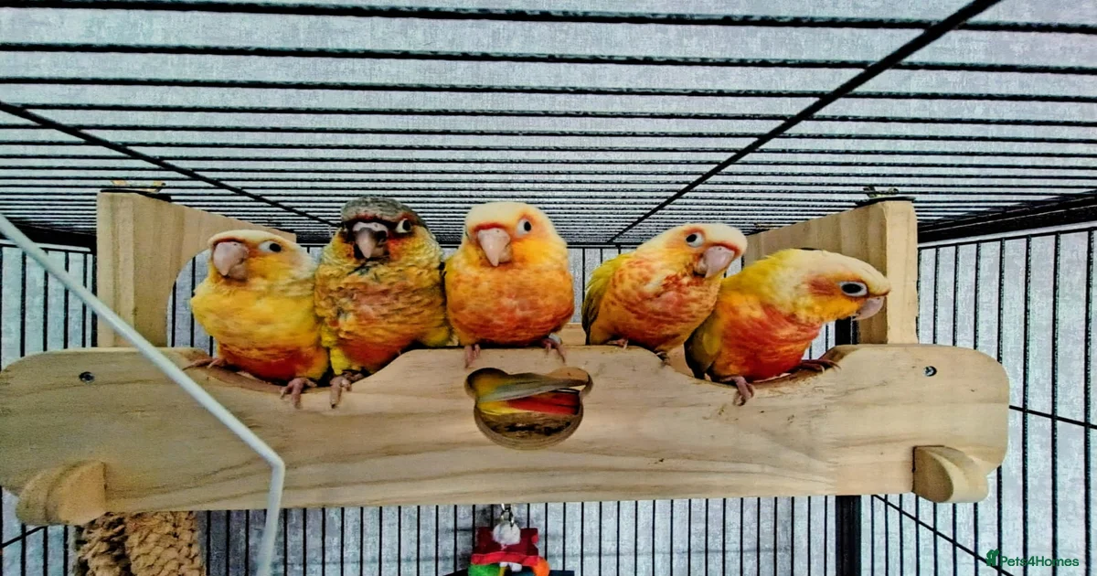 Suncheek baby Handreared Conures Ready To Go for sale in Liverpool ...