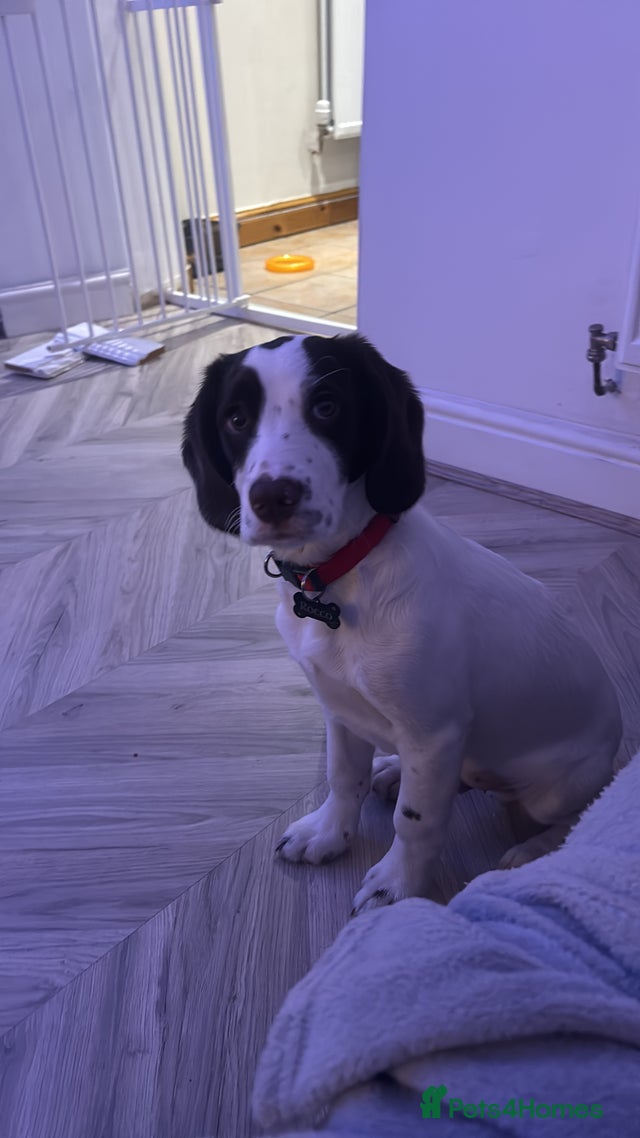 Cockerdor for sale in Port Talbot | Pets4Homes