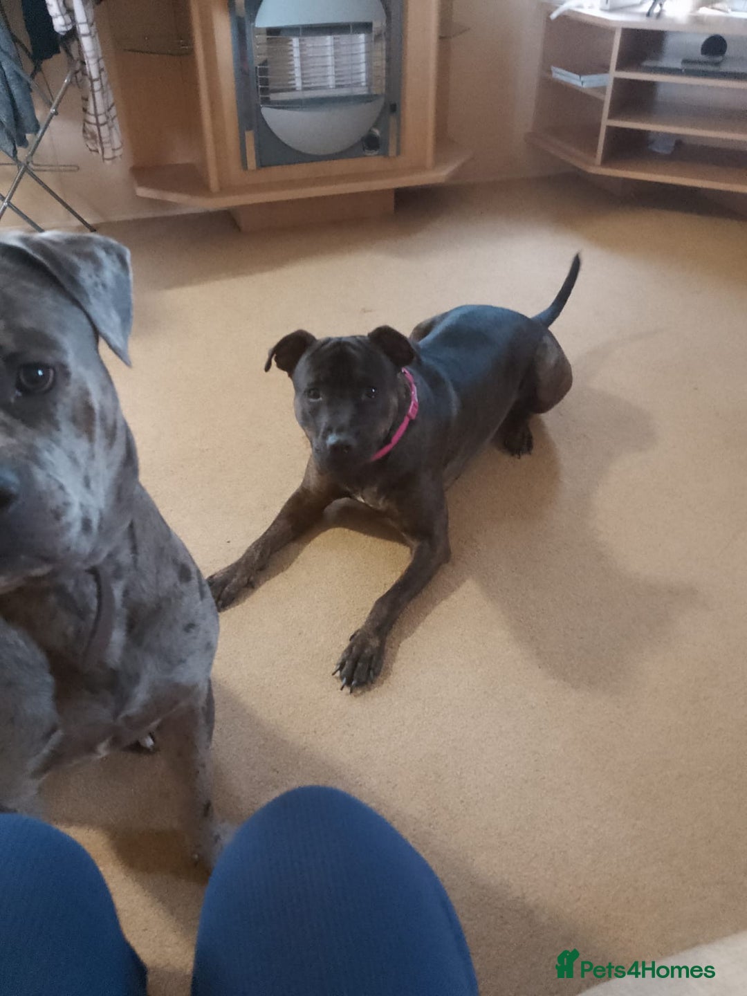 cane corso cross PLEASE READ THE ADD! for sale in Gloucester | Pets4Homes