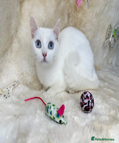 White Kittens for sale | Pets4Homes