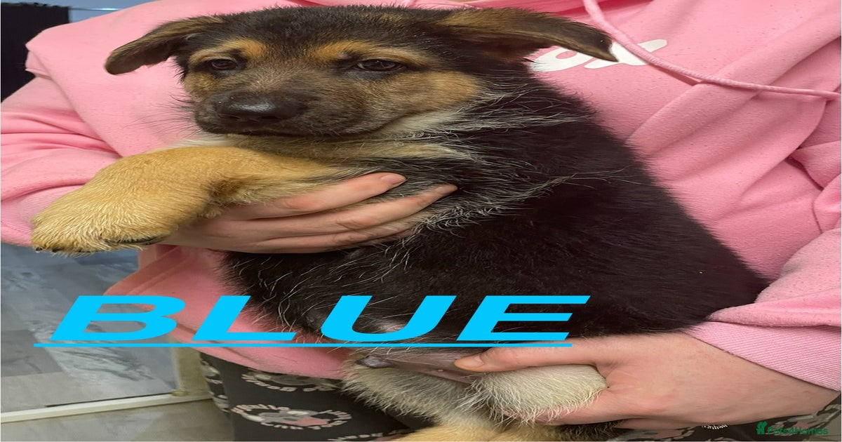 3 beautiful German shepherd puppies for sale in Mountain Ash | Pets4Homes