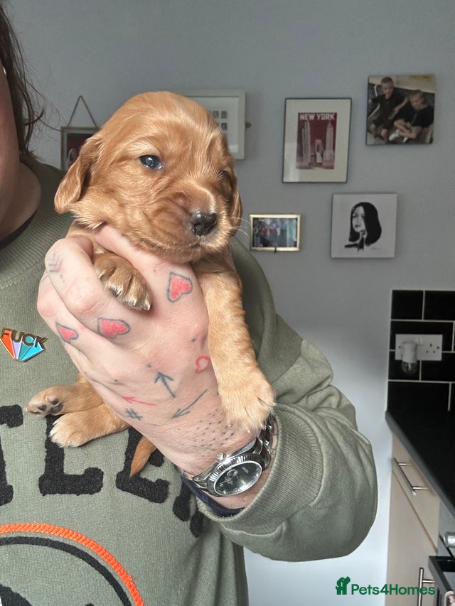 Cocker spaniel for sale in Hull | Pets4Homes