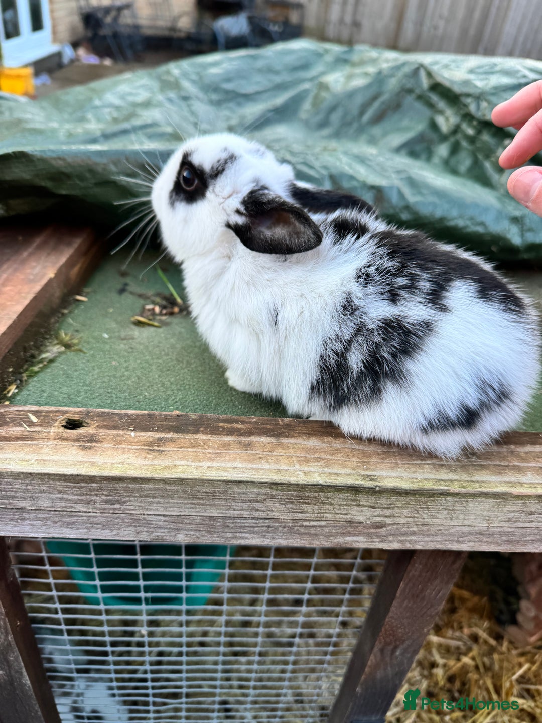 Rex x Lop Baby Rabbits for Sale- READY 23rd Jan for sale in Melton ...