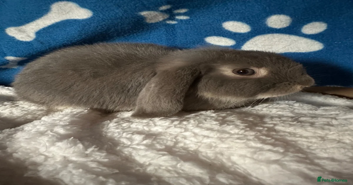 Rabbits for Sale for sale in Scotland | Pets4Homes
