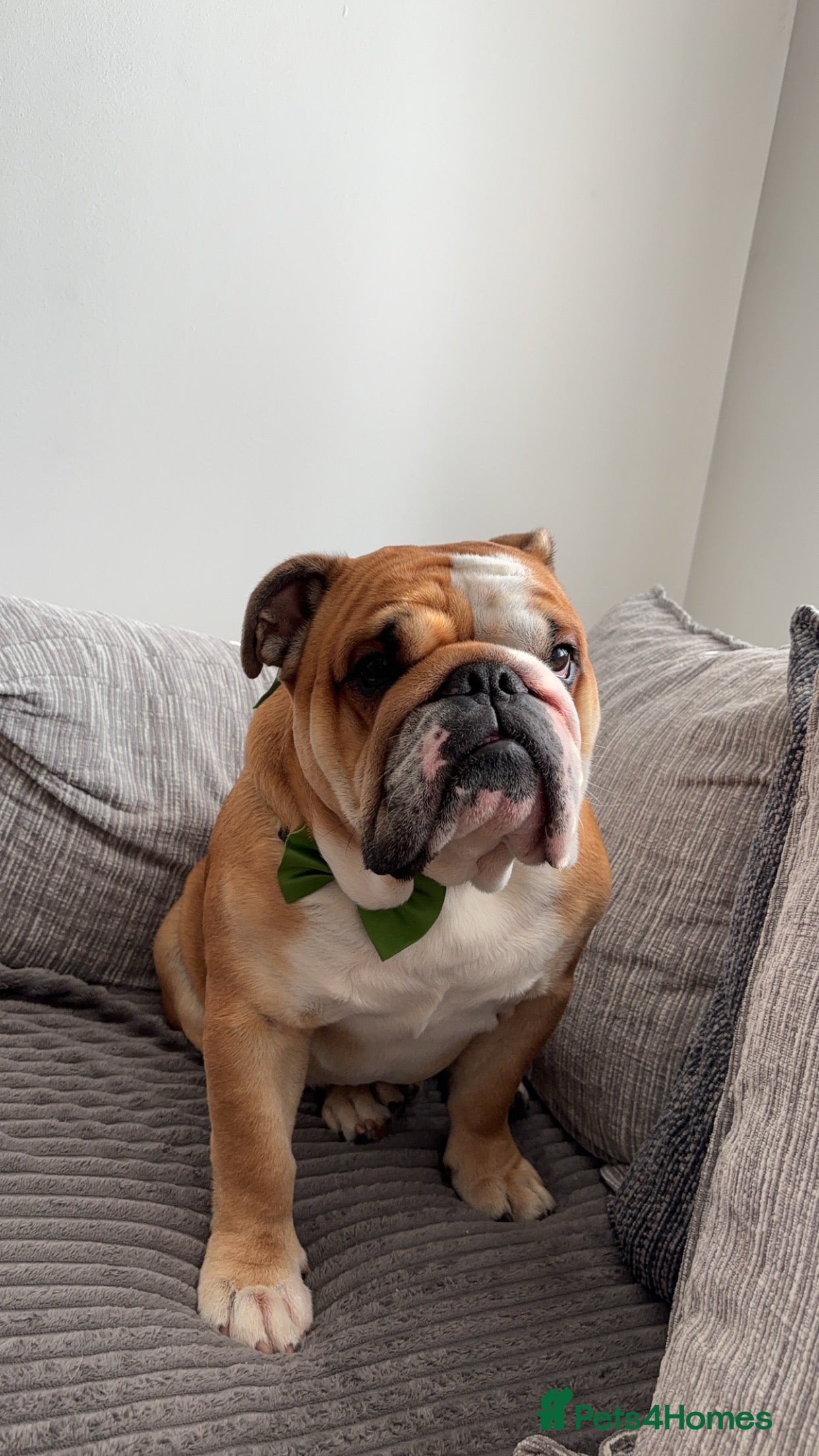 English bulldog for studding services for stud in Glasgow | Pets4Homes