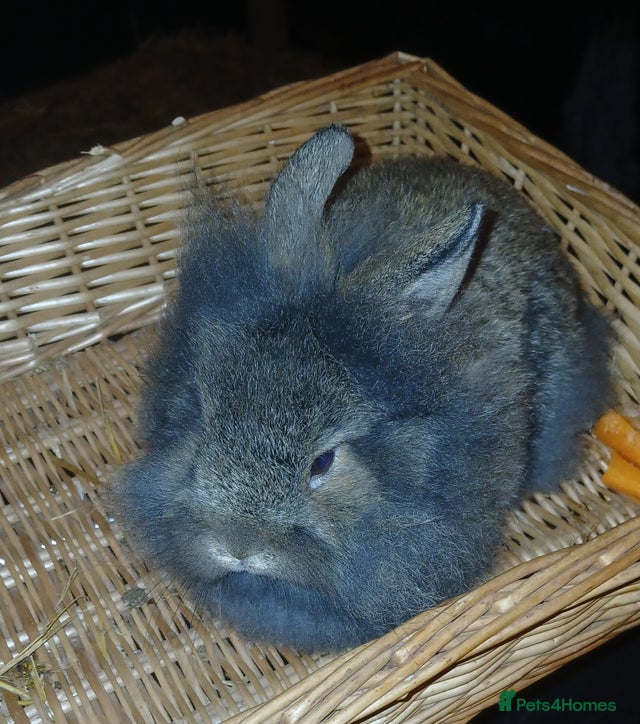 Rabbit for sale for sale in Coventry | Pets4Homes