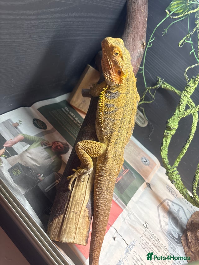 Bearded dragon for sale in Halifax | Pets4Homes