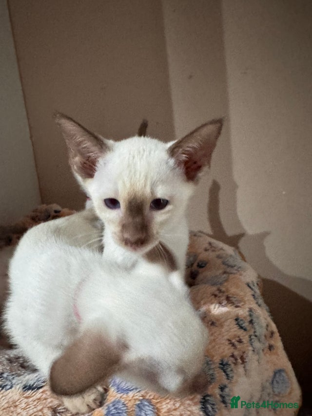 6 adorable lilac and chocolate point Siamese for sale in Preston ...