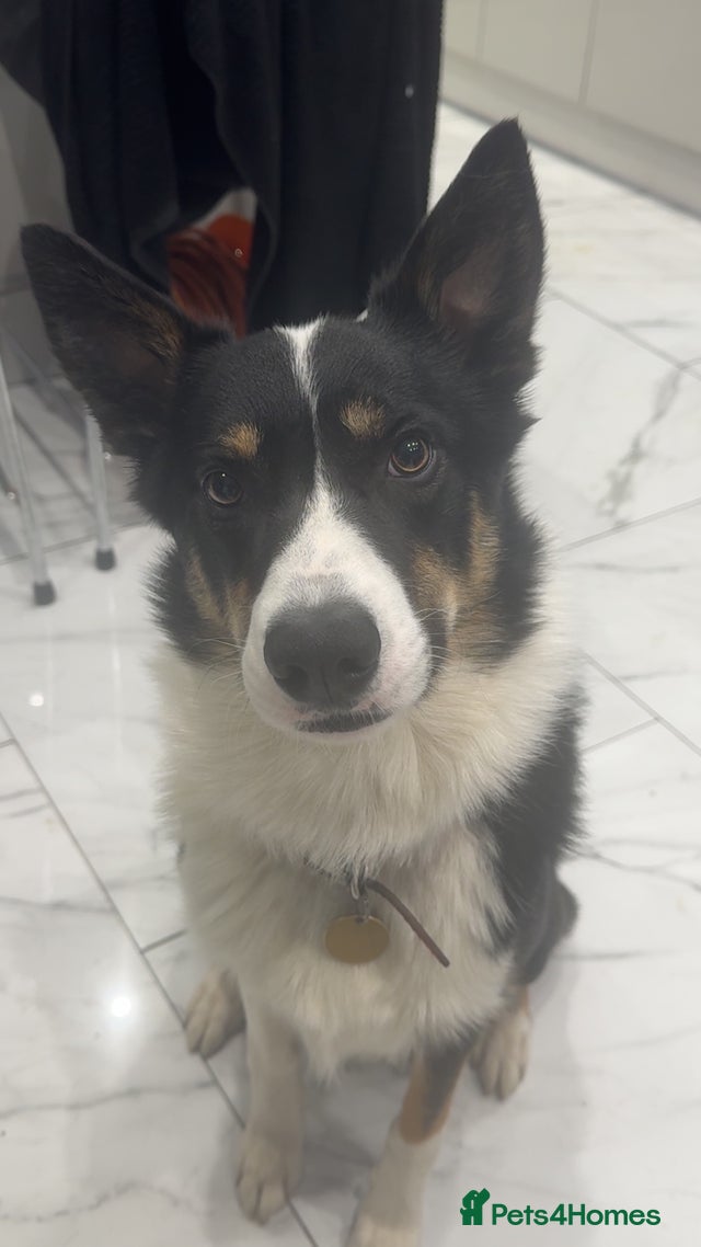 Border Collie x Sheep Dog for stud in Bolton | Pets4Homes