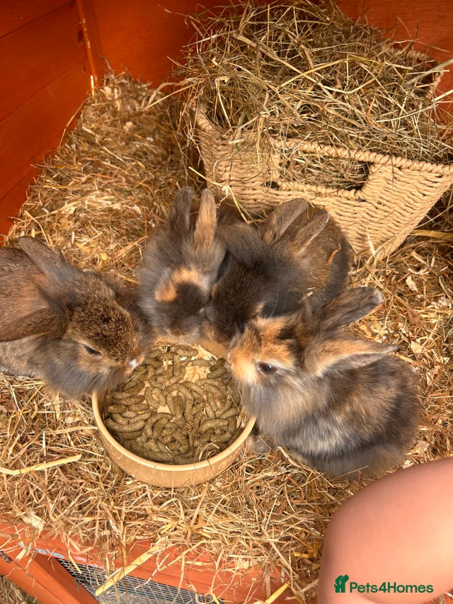 Baby rabbits for sale in Bristol | Pets4Homes