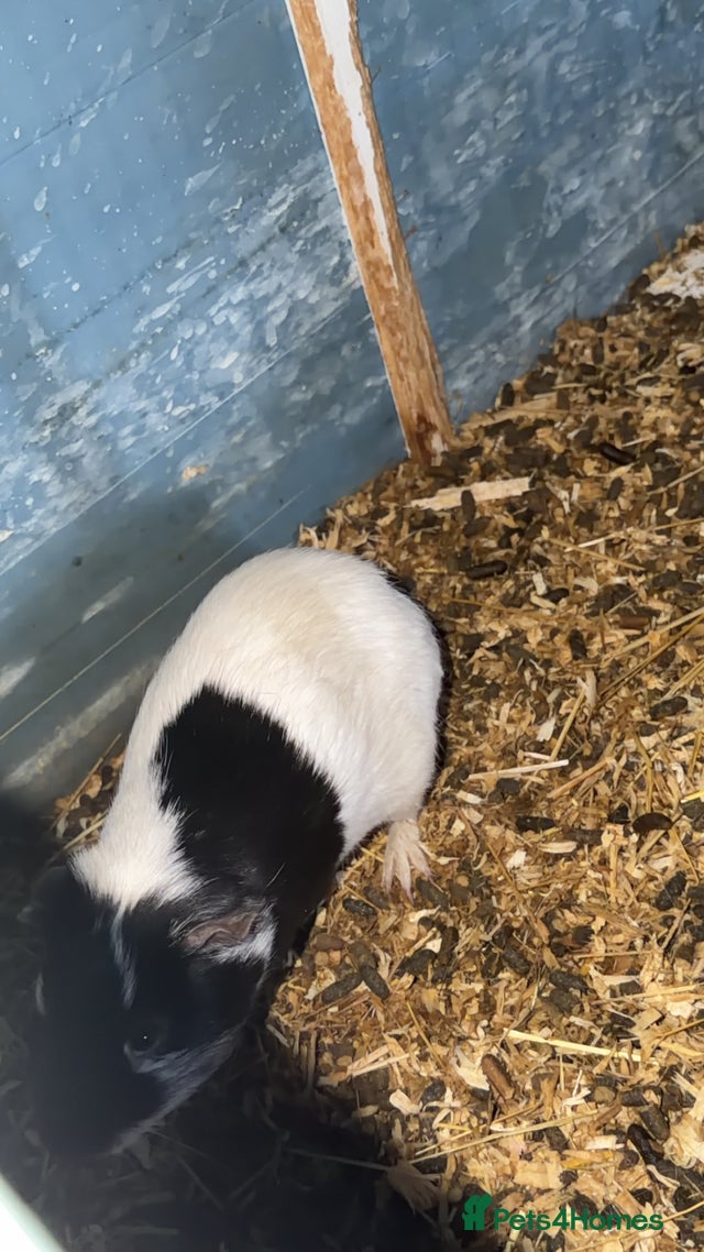 Mix of Guinea pigs for sale in Bridgend | Pets4Homes