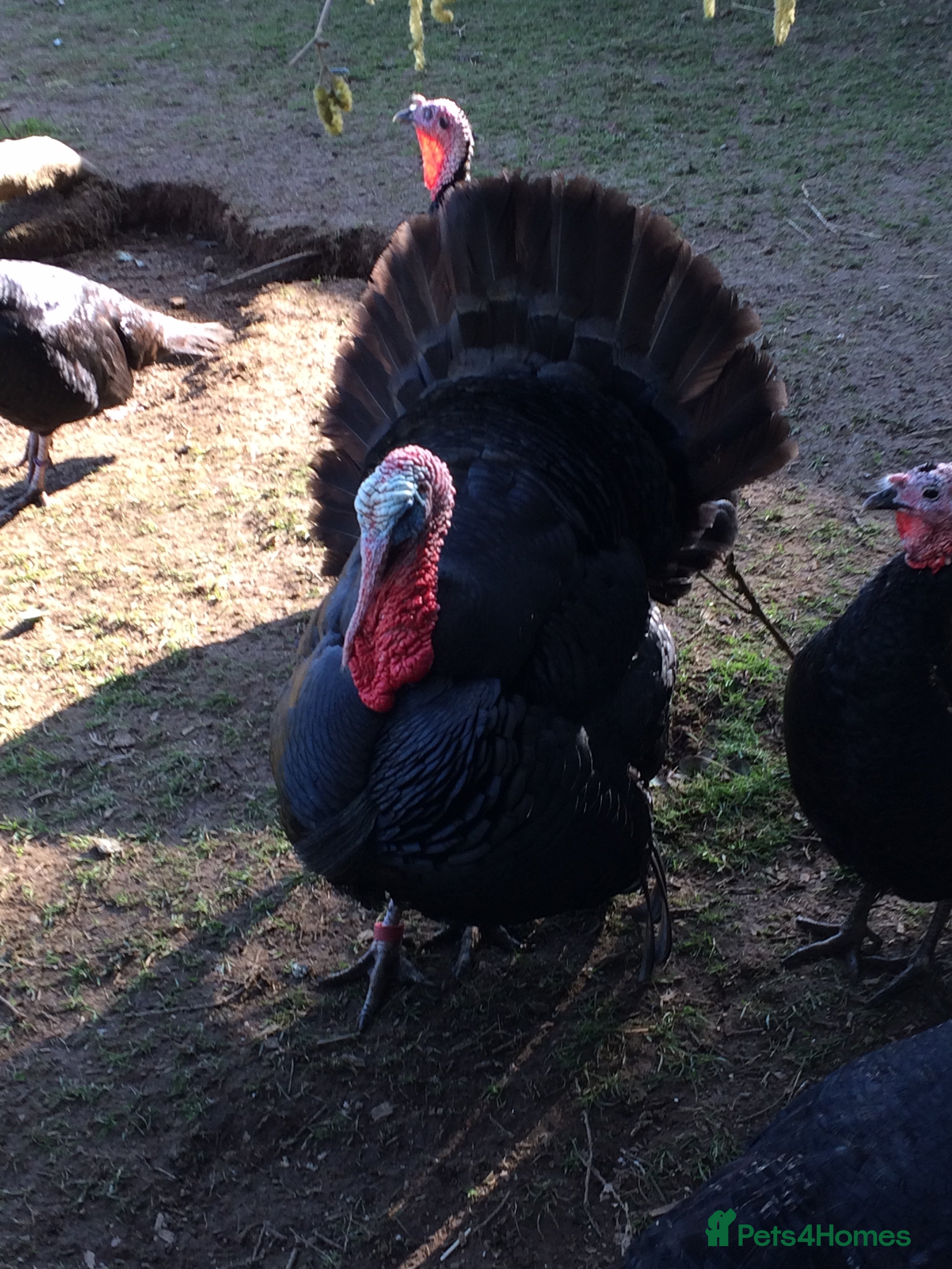 Norfolk Black Turkeys Trio and spare stag for sale in South Molton ...