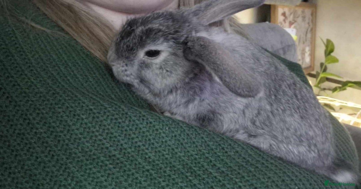 Male Grey Mini Lop For Sale for sale in Derby | Pets4Homes