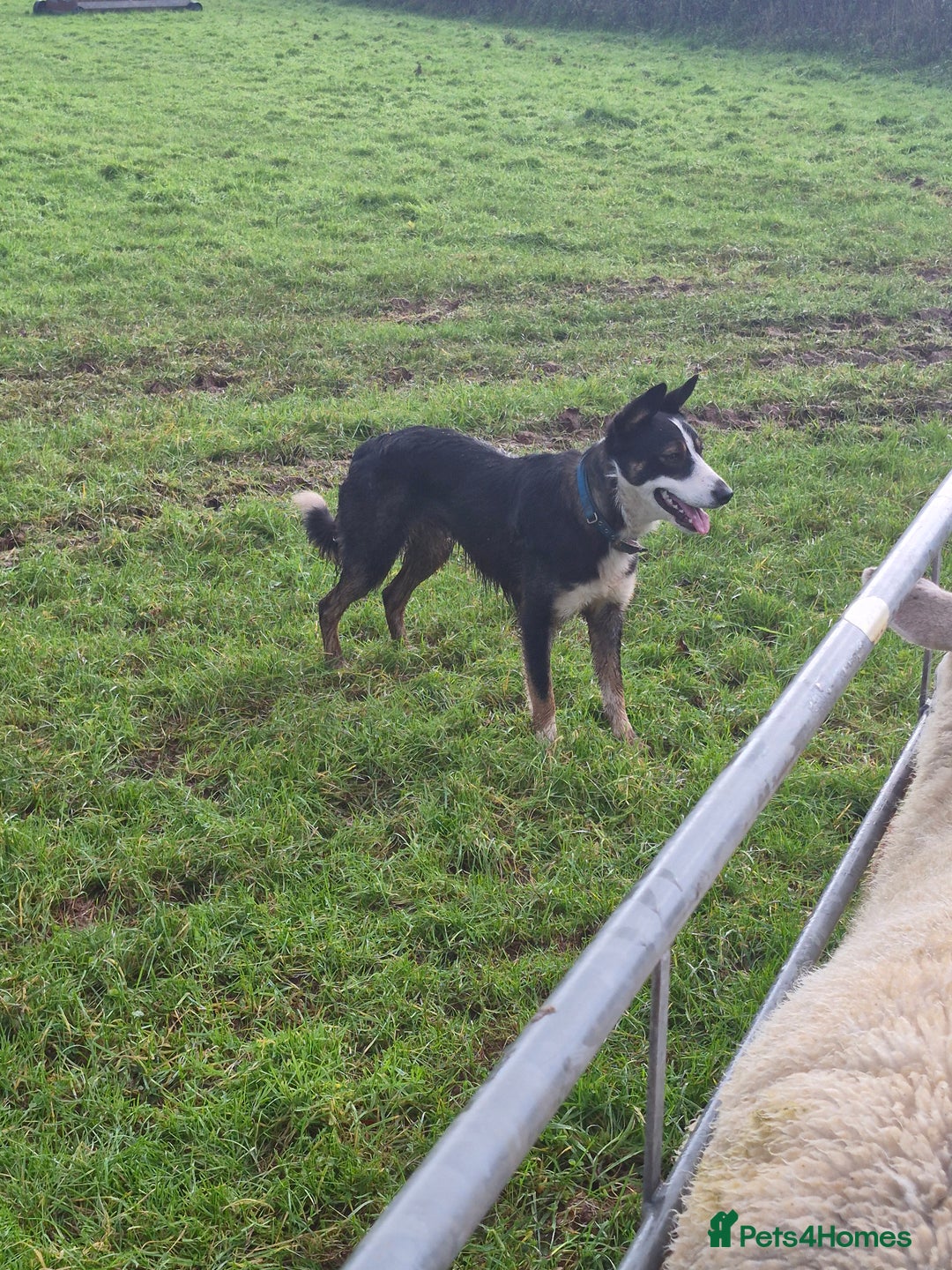 13 month old collie for adoption in Newton Abbot | Pets4Homes