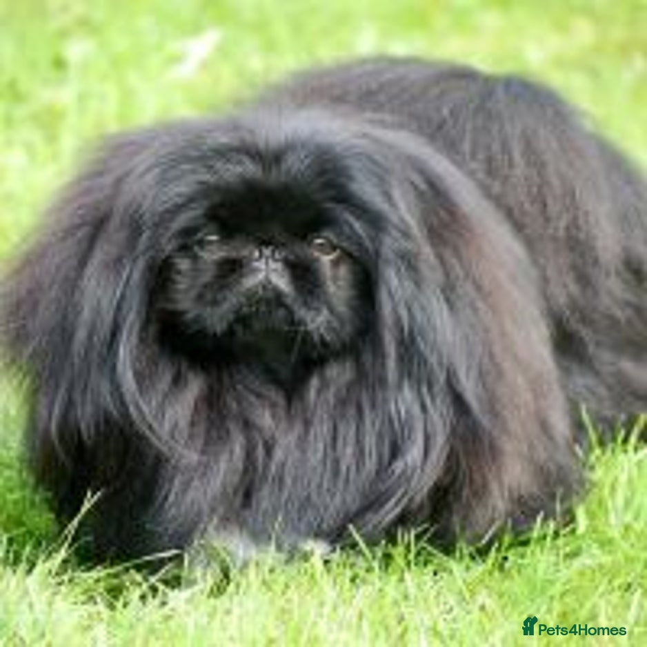 Pekingese breeders | Pets4Homes