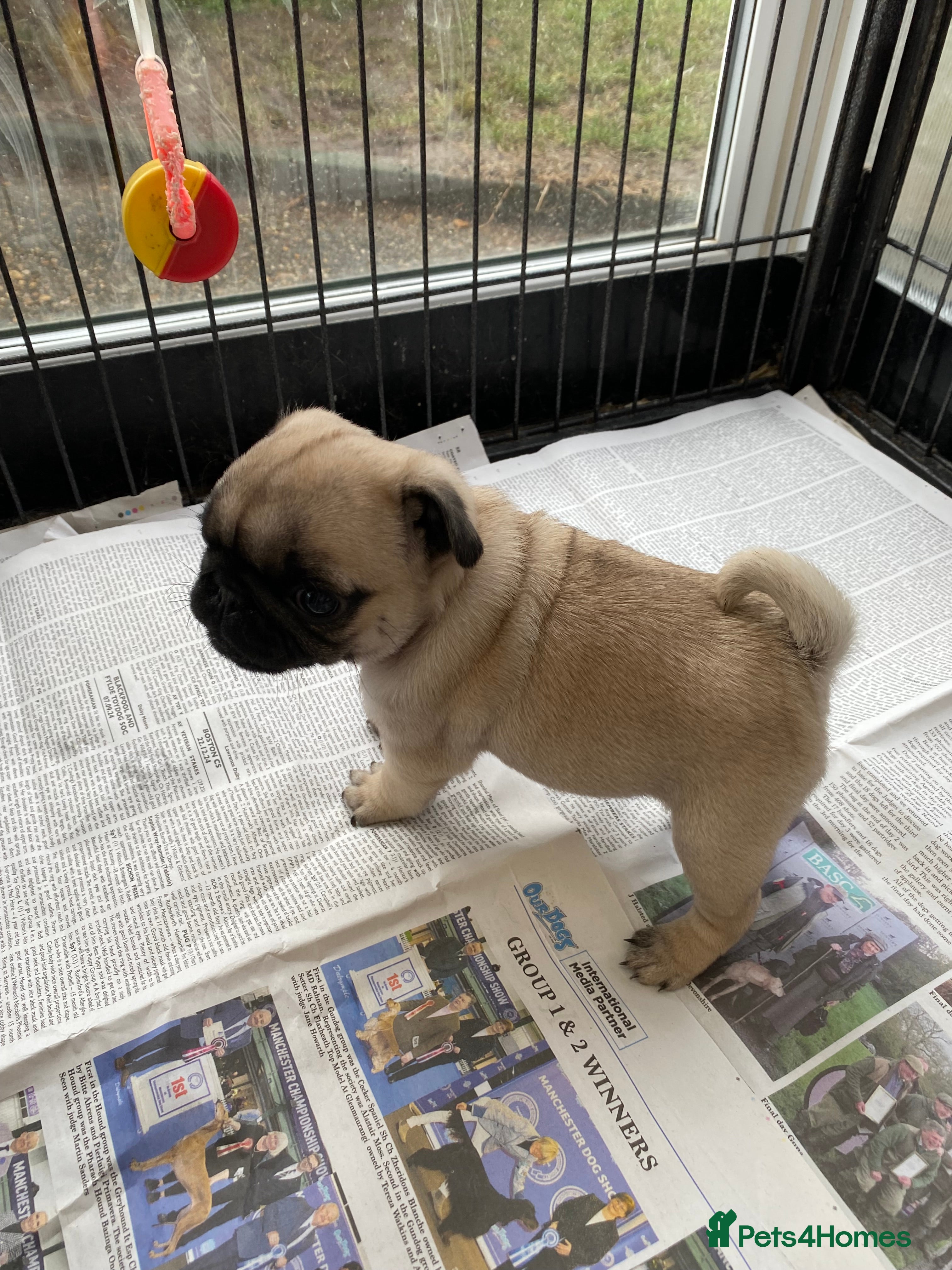 Pug Puppies for sale in Gainsborough | Pets4Homes