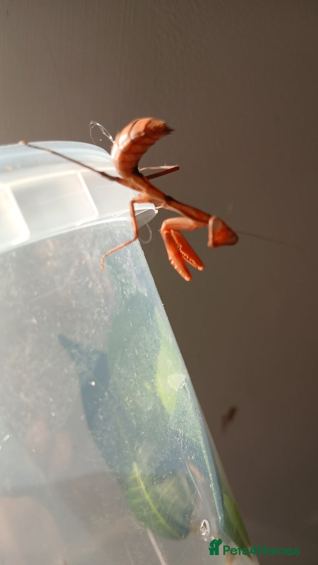 Timor shield mantis for sale in Newton Abbot | Pets4Homes