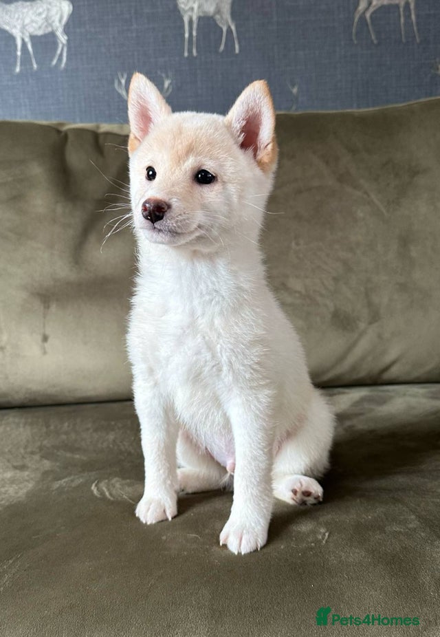 Japanese Shiba Inu pup READY NOW 700 for sale in Glenrothes | Pets4Homes