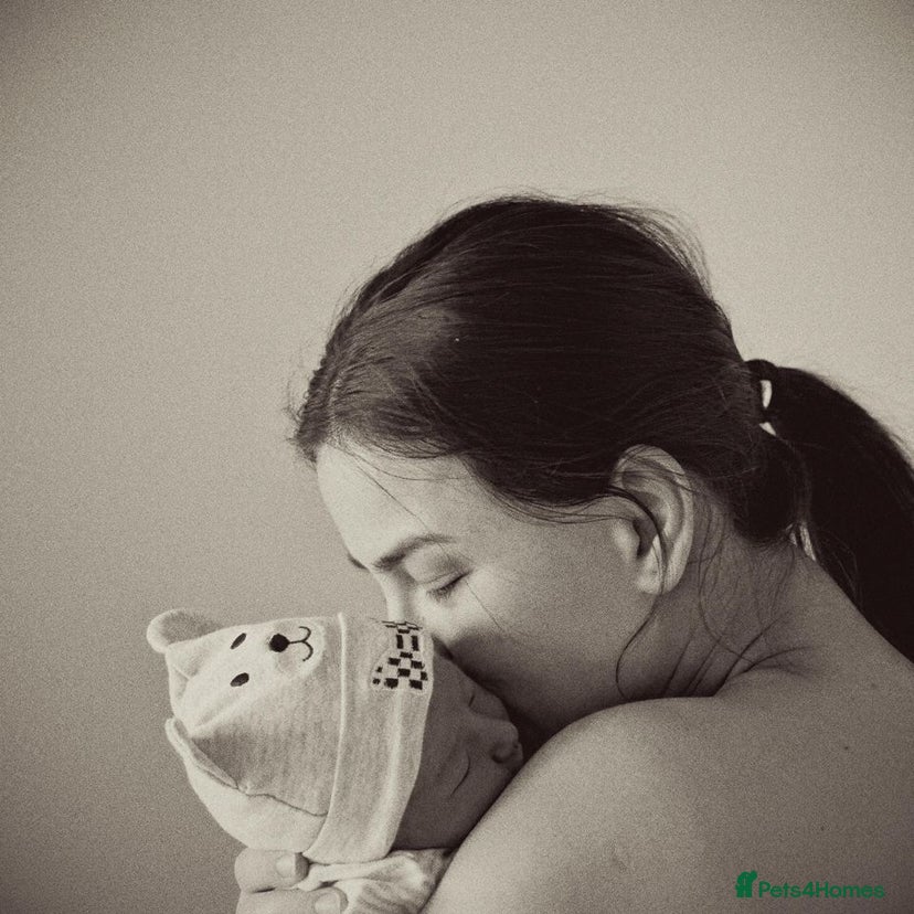 Canaries birds for sale | Pets4Homes