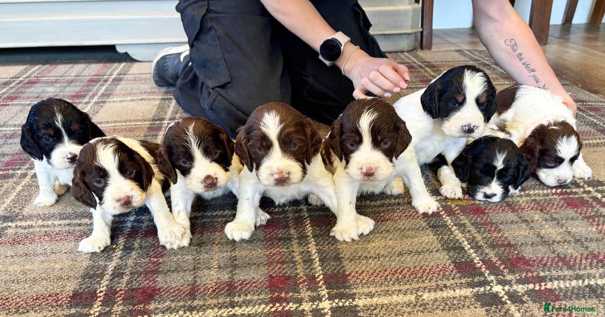 English Springer Spaniel Puppies - 5 Star Licence for sale in Braintree ...