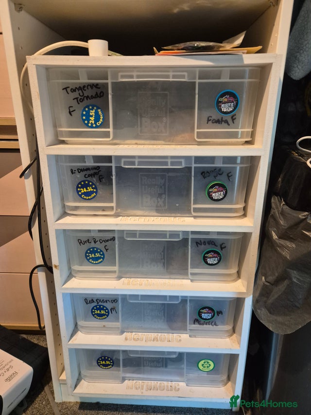 Leopard Geckos and rack system for sale in Banstead | Pets4Homes