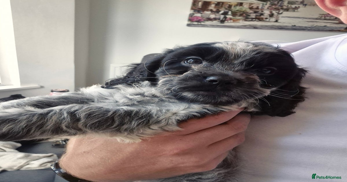 Cocker spaniel x Cavapoo for sale in Southend-on-Sea | Pets4Homes