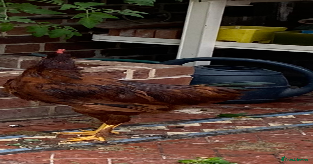 Rhode Island Red young Roo for sale in Norwich | Pets4Homes