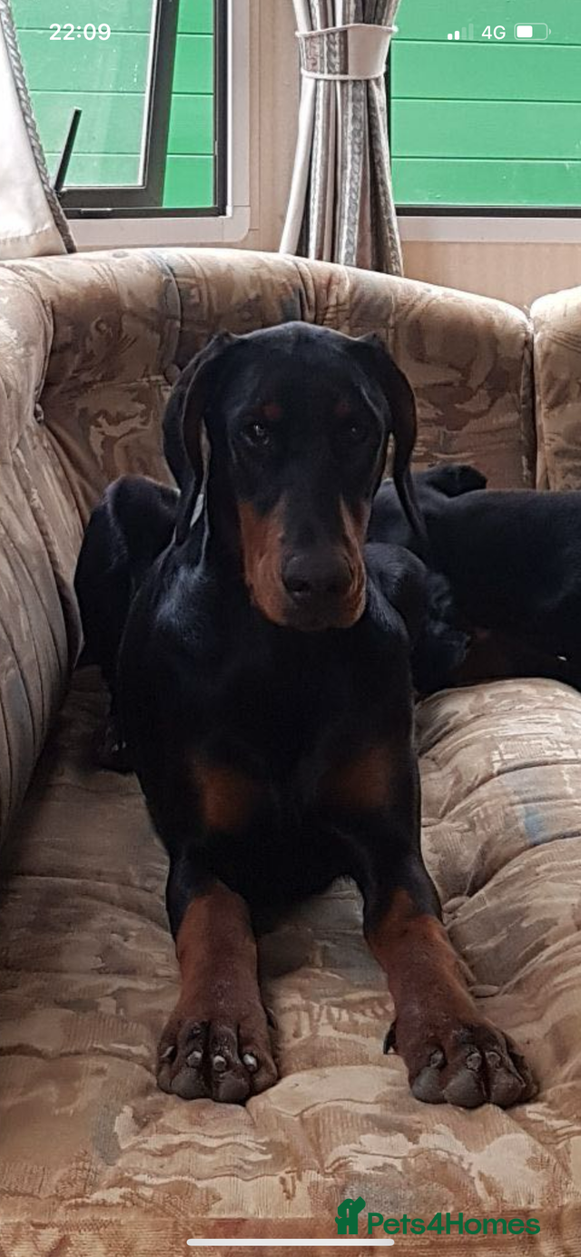 Dobermann Puppies for sale in Banchory | Pets4Homes