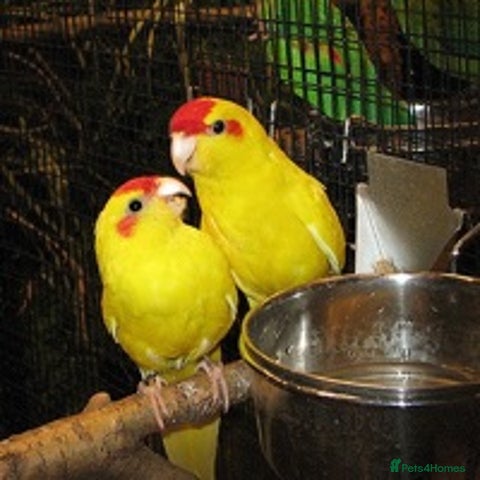 Kakariki Birds for sale | Pets4Homes