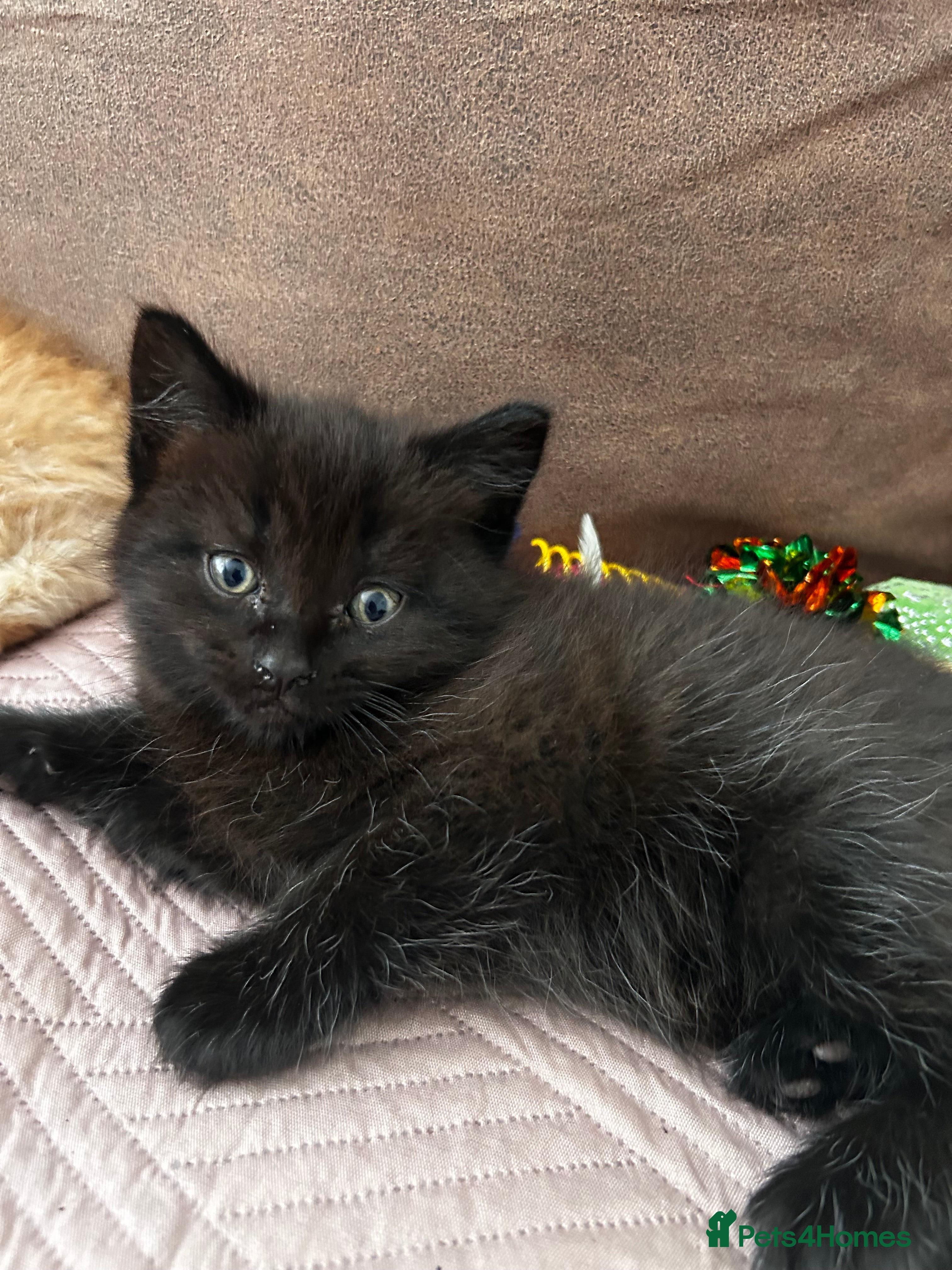 Maine coon cross kittens for sale in | Pets4Homes