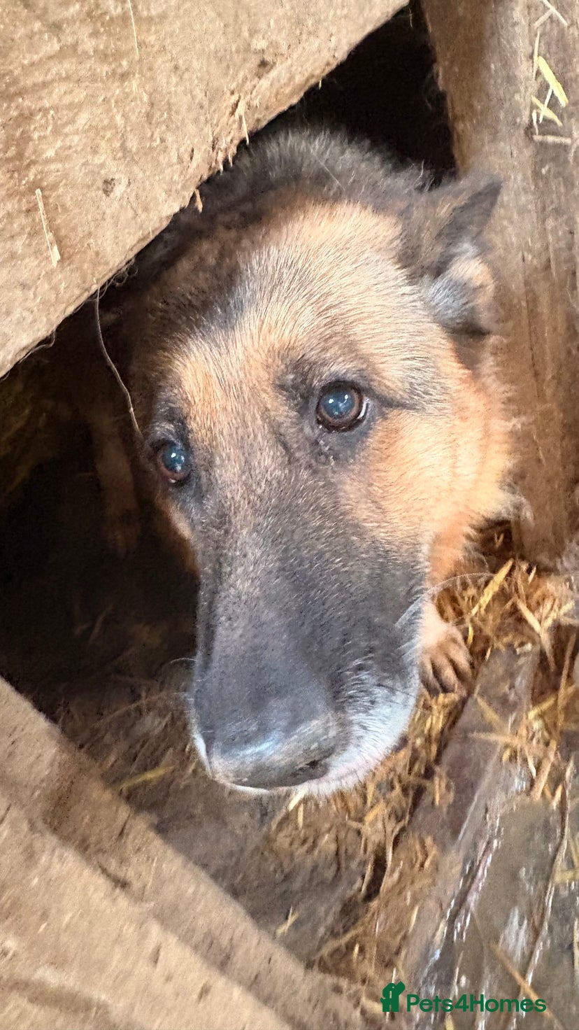 German shepherd for sale in Chesterfield | Pets4Homes