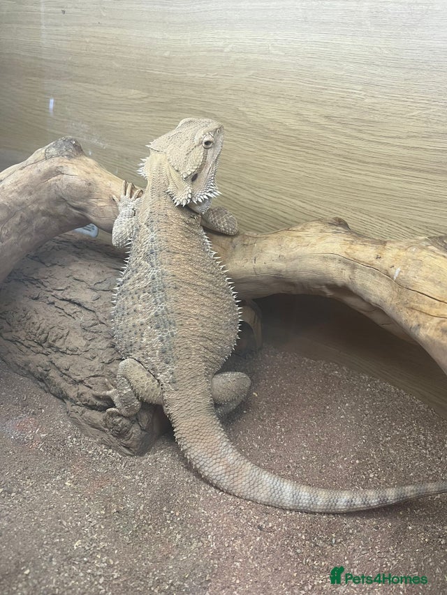 Bearded dragon + vivarium with accessories for sale in Bridgwater ...