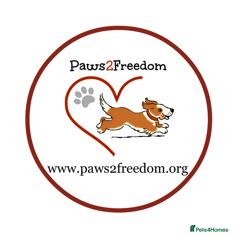 Free Dogs for adoption | Pets4Homes