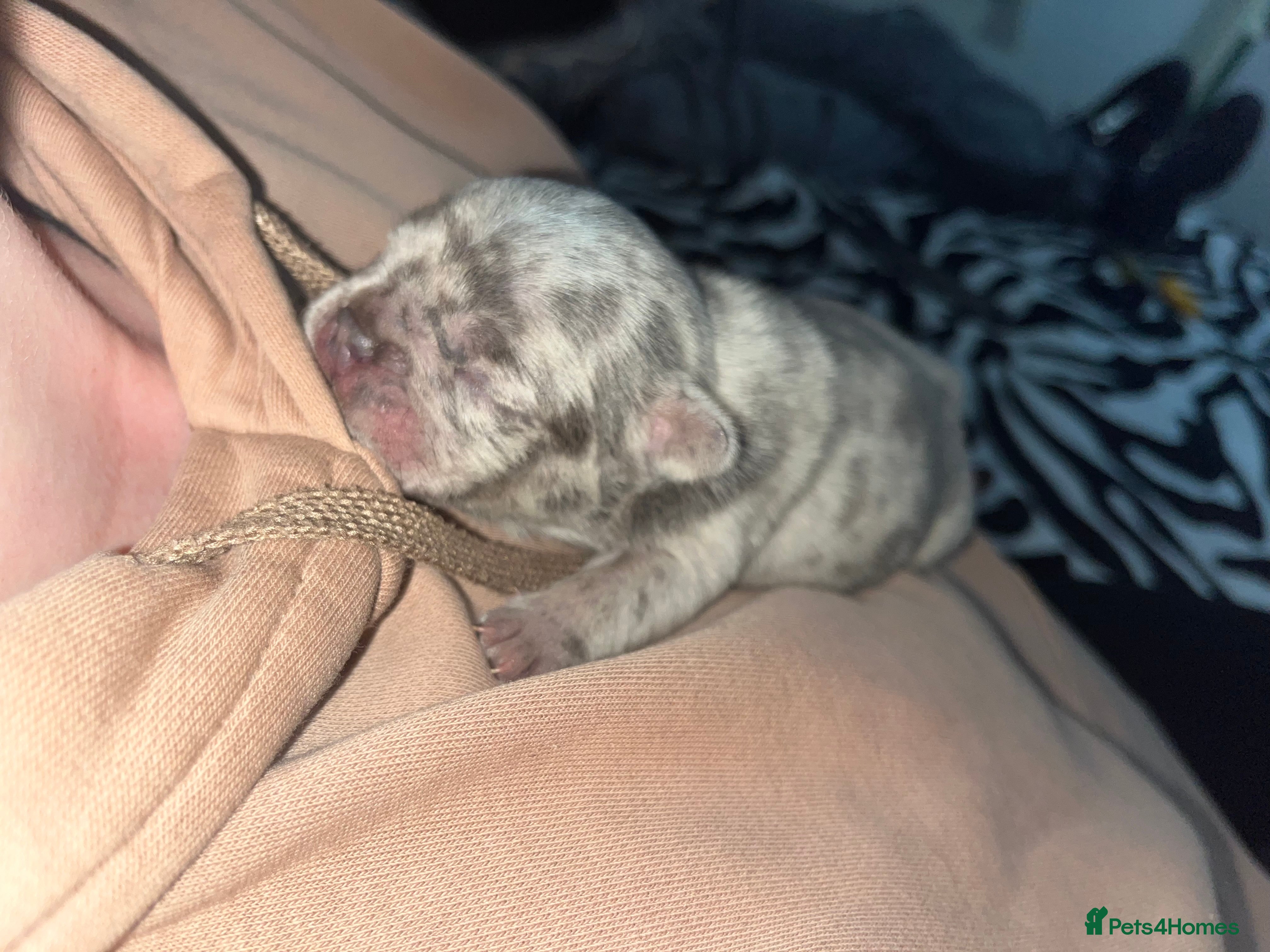Male Merle French bulldog puppy for sale in Dundee | Pets4Homes