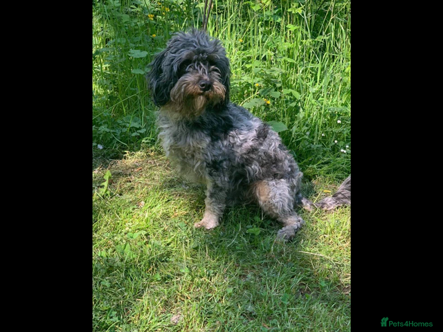 F1b Cavapoo Blue Merle copperpoint for sale in Swadlincote | Pets4Homes