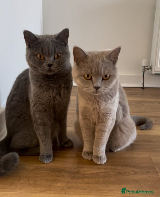 Active Brittish short girls for sale in Biggar | Pets4Homes