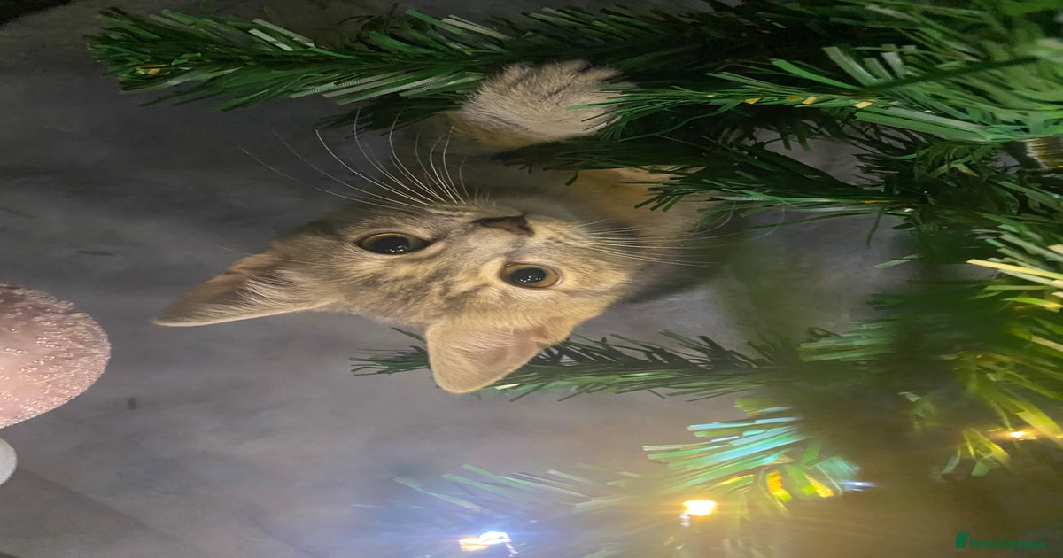 Beautiful grey/brown kitten left for sale in Wallington | Pets4Homes