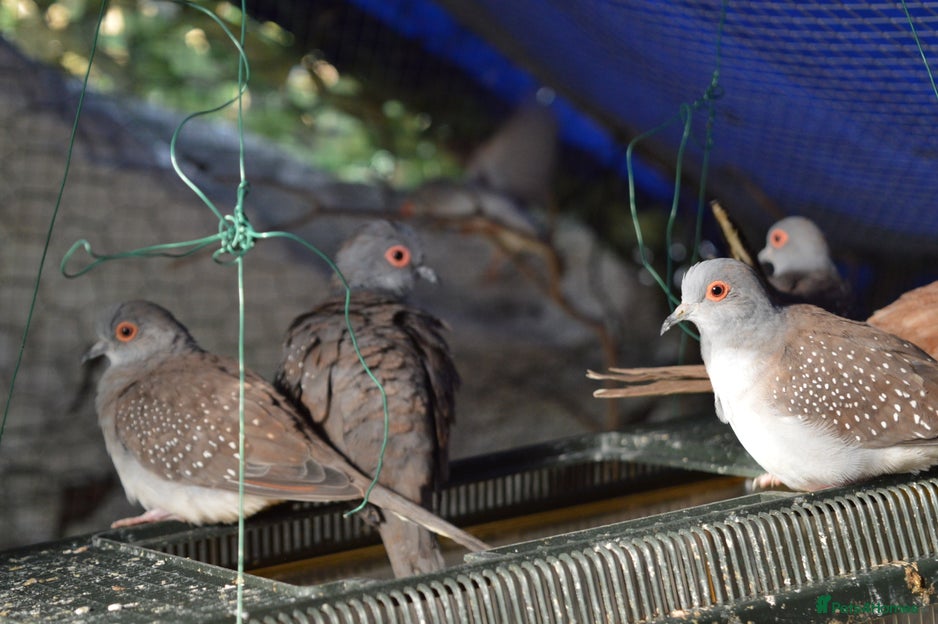 Diamond doves for sale for sale in Welwyn Garden City | Pets4Homes
