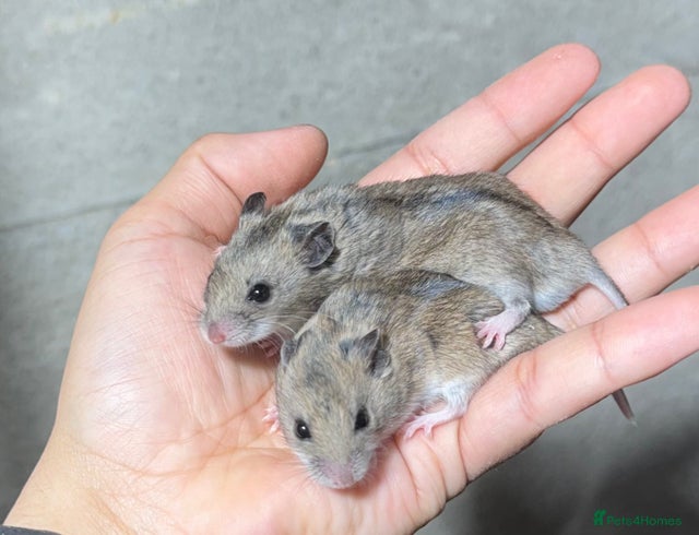 TAME PEDIGREE WINTER WHITE & CHINESE HAMSTERS for sale in Orpington ...