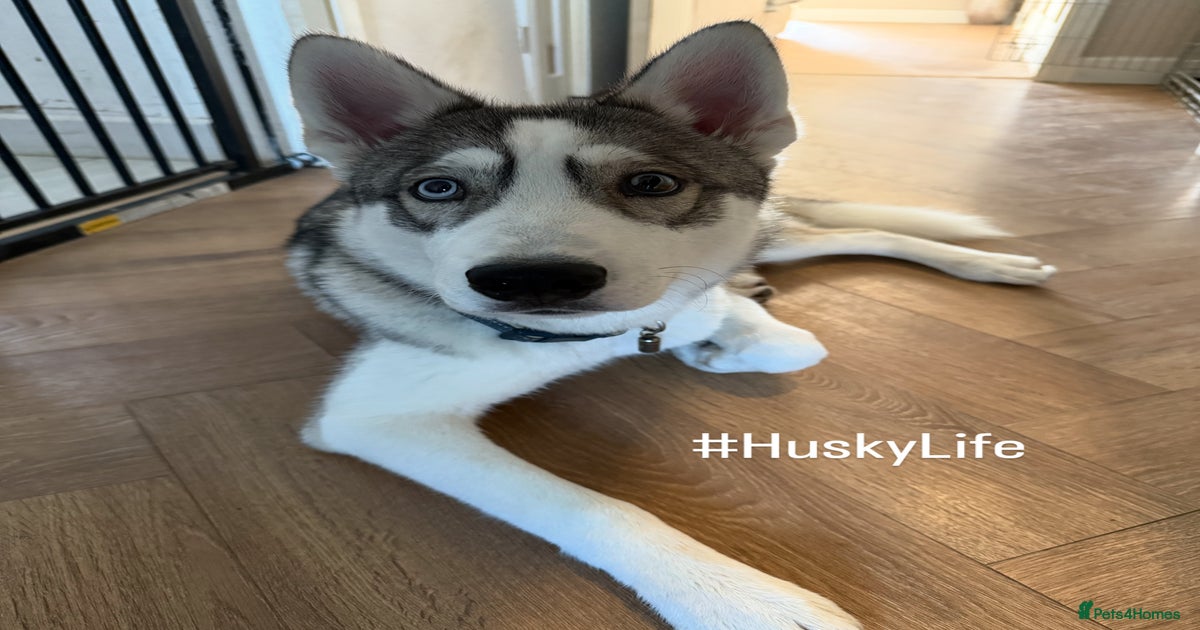 Siberian husky for sale in Newbury | Pets4Homes