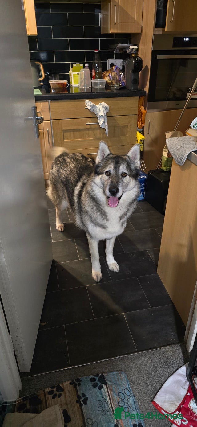 Husky pups for sale in Thornton Heath | Pets4Homes