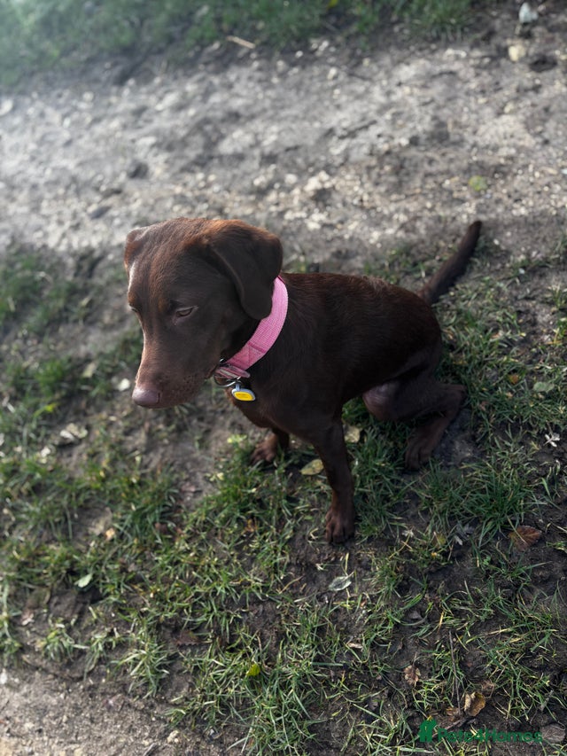 Chocolate Labrador puppy for sale in Ossett | Pets4Homes