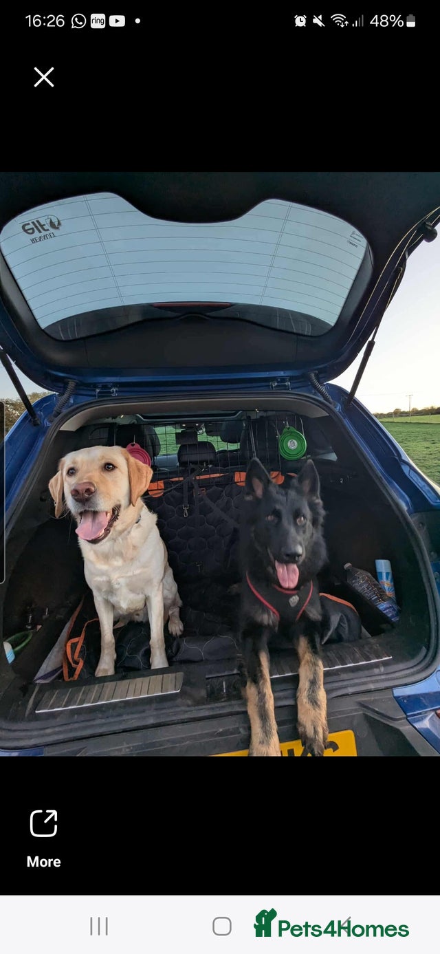 Beautiful female German shepherd for sale in Rotherham | Pets4Homes