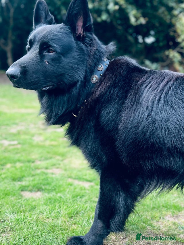 Black German shepherd for sale in Dumfries | Pets4Homes